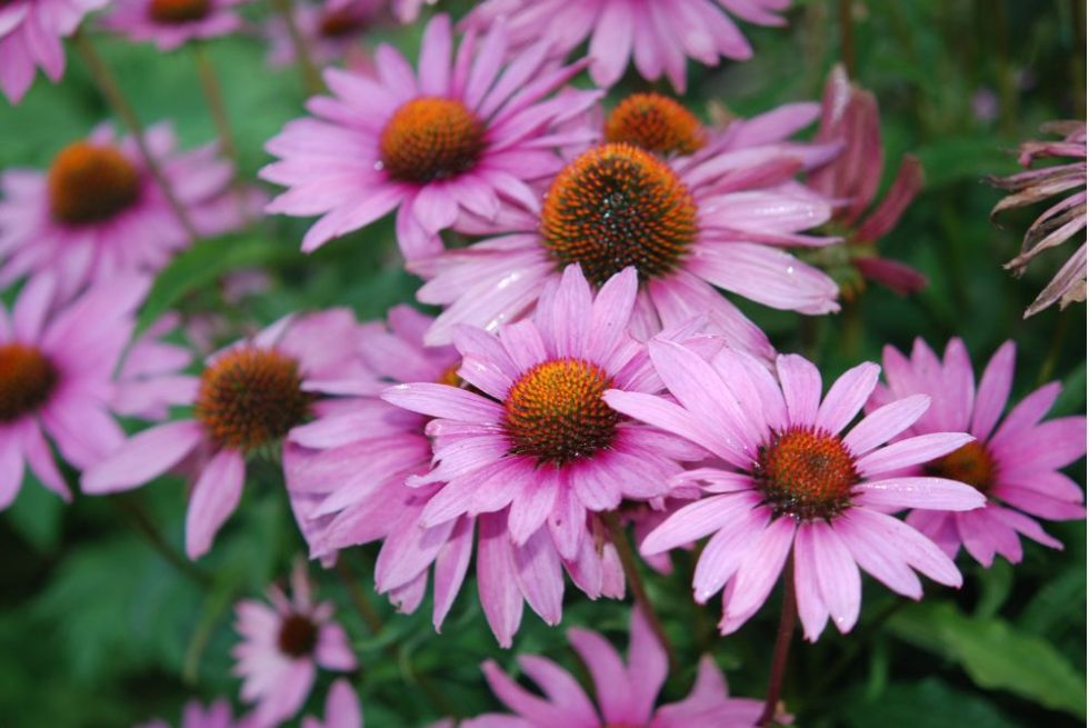 10 Native Plants for Your Colorado Springs Landscape