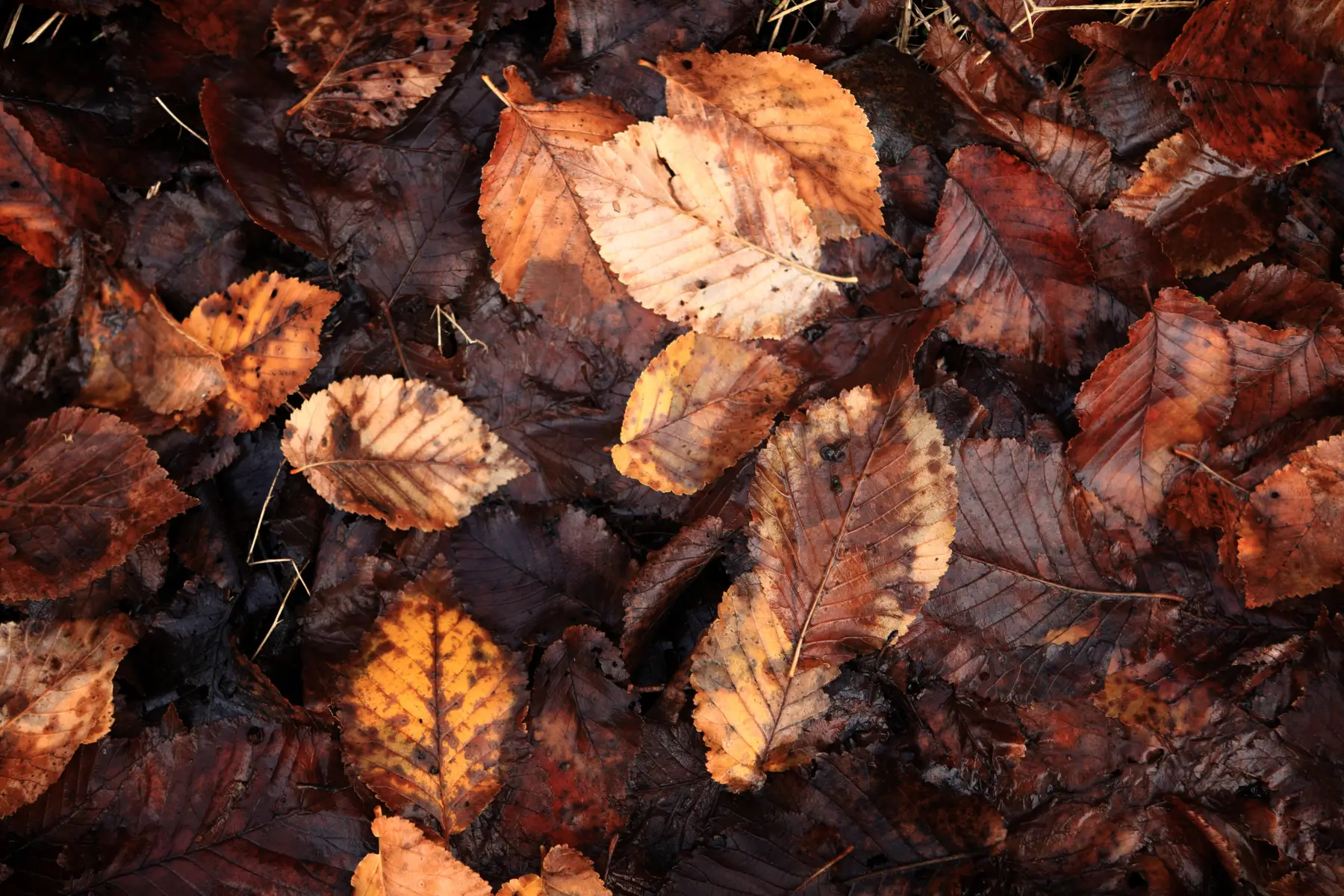 Best Mulch for Landscaping Projects in Colorado Springs
