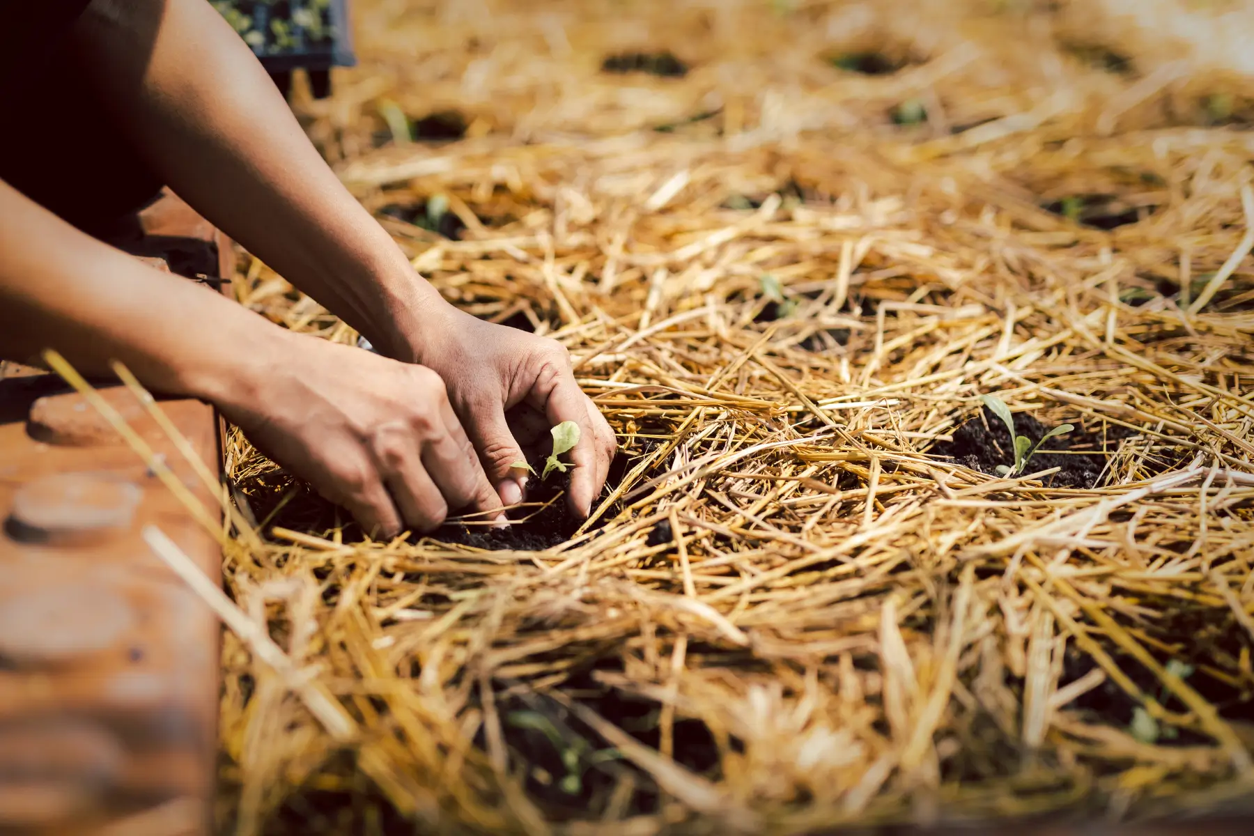 Best Mulch for Landscaping Projects in Colorado Springs